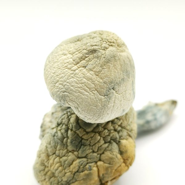 Psilocybin Mushrooms & Edibles – thc-sd.com